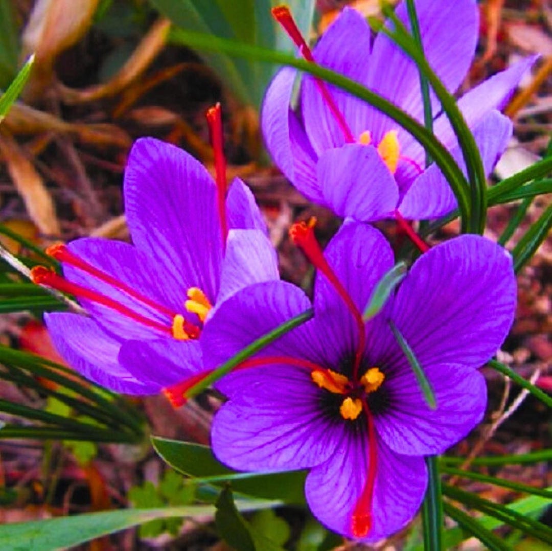 Saffron Spice Live Plant Seed Fresh Harvest Grade A Rare 25 Seeds - Etsy