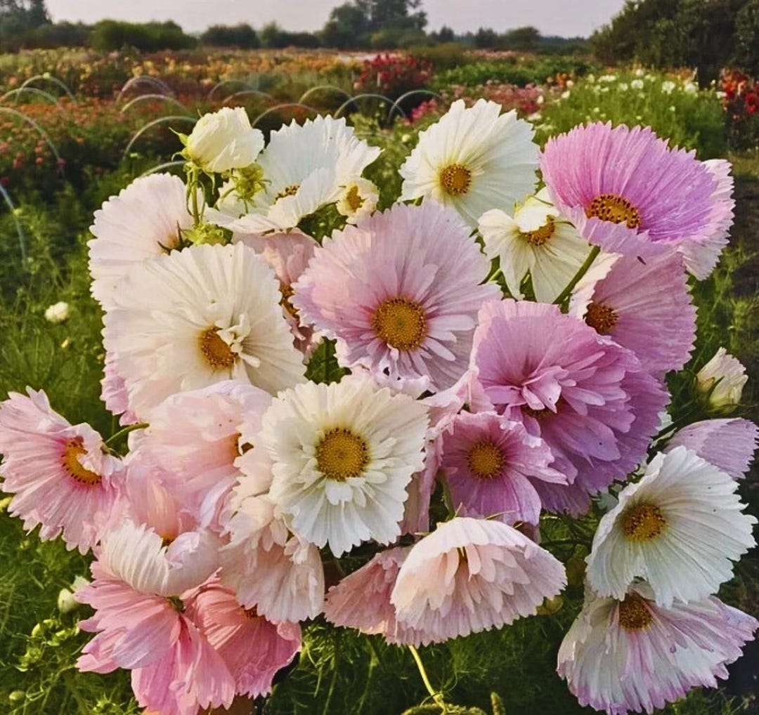 Cupcake Blush Cosmos for Garden Planting 200 Seeds - Etsy