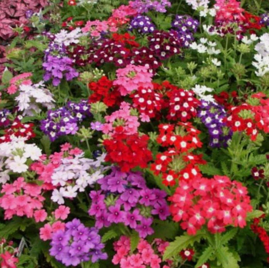 Verbena Compacta Mix Dwarf Groundcover Tender Perennial Bees Non-gmo ...