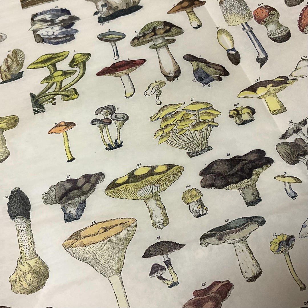 Vintage Mushrooms Tissue Wrap - Colorful 15x20 or 20x30 Packaging Gift ...
