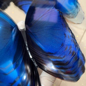 Blue Rainbow Decorative Butterflies - 3D Plastic Butterflies - Ombre ...