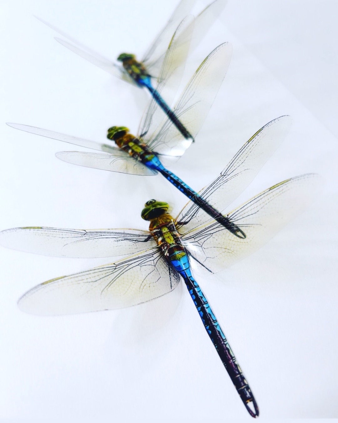 BLUE PLASTIC DRAGONFLIES Blue Dragon Butterfly Wings - Fairy Unicorn ...
