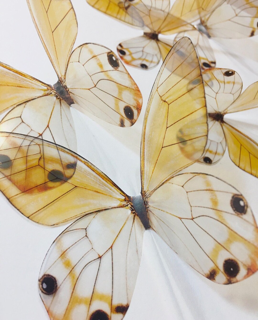 HUGE BEIGE BROWN Butterflies - Kamel Butterflies - Uniqd Butterflies ...