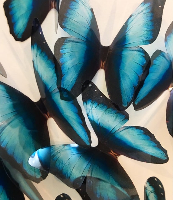 TURQUOISE BLUE Rainbow Butterflies 3D Ombre Blue Butterfly - Etsy