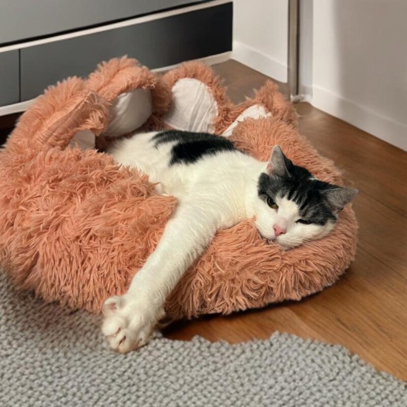 Unique Cat Bed - Etsy