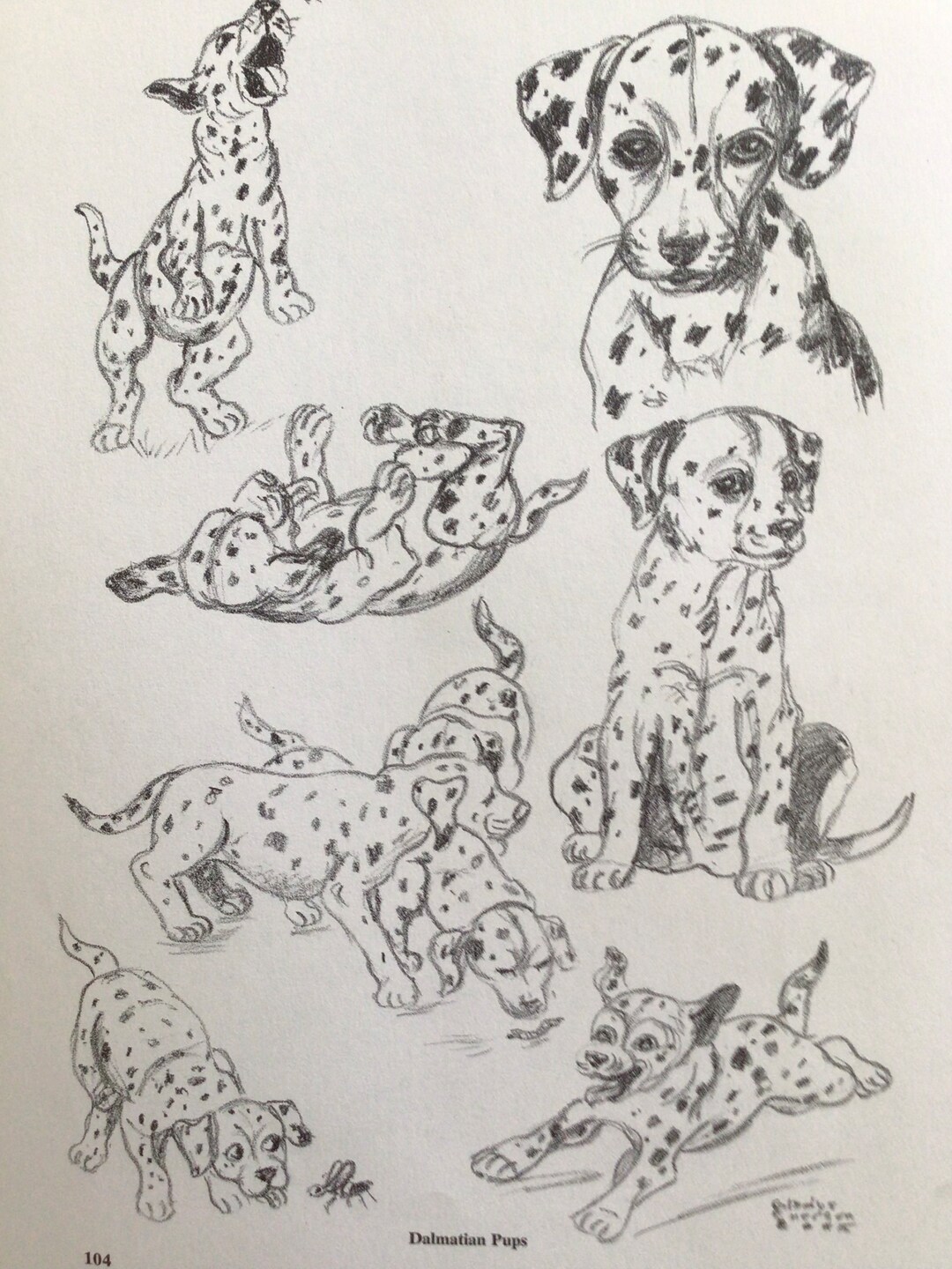 Dog Print, Pencil Sketch, DALMATIAN PUPS, Gladys Emerson Cook, Vintage ...