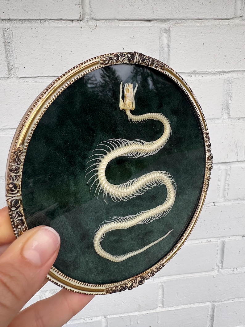 Articulated Snake Skeleton in Dome Glass Vintage Frame - Green Velvet ...
