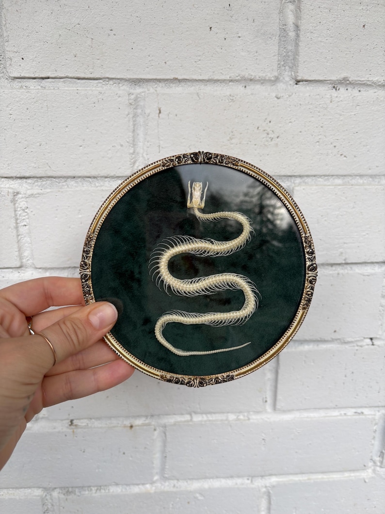 Articulated Snake Skeleton in Dome Glass Vintage Frame - Green Velvet ...