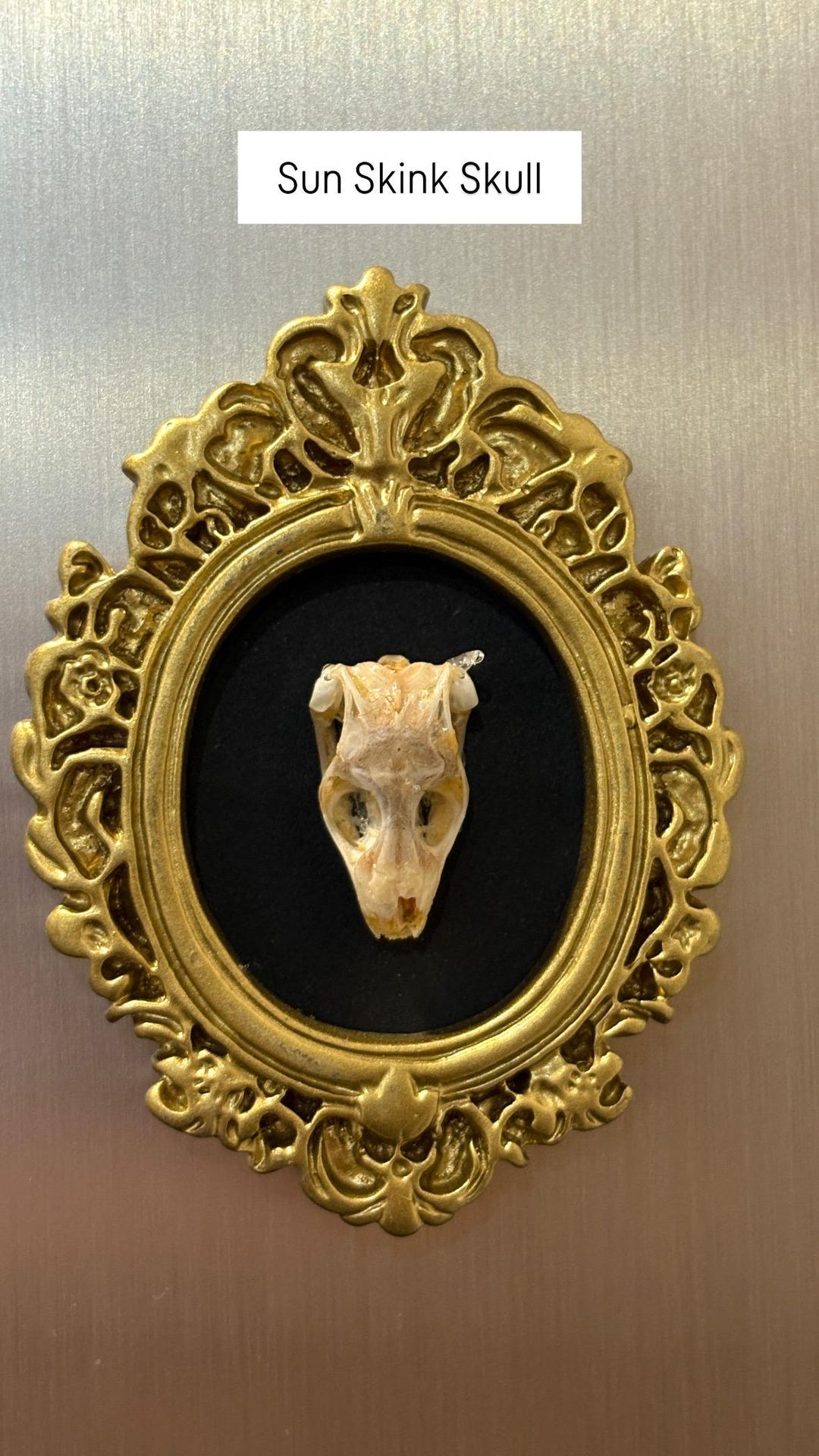 Magnetic Mini Ornate Frame • Sun Skink Skull • Fridge Magent • - Etsy