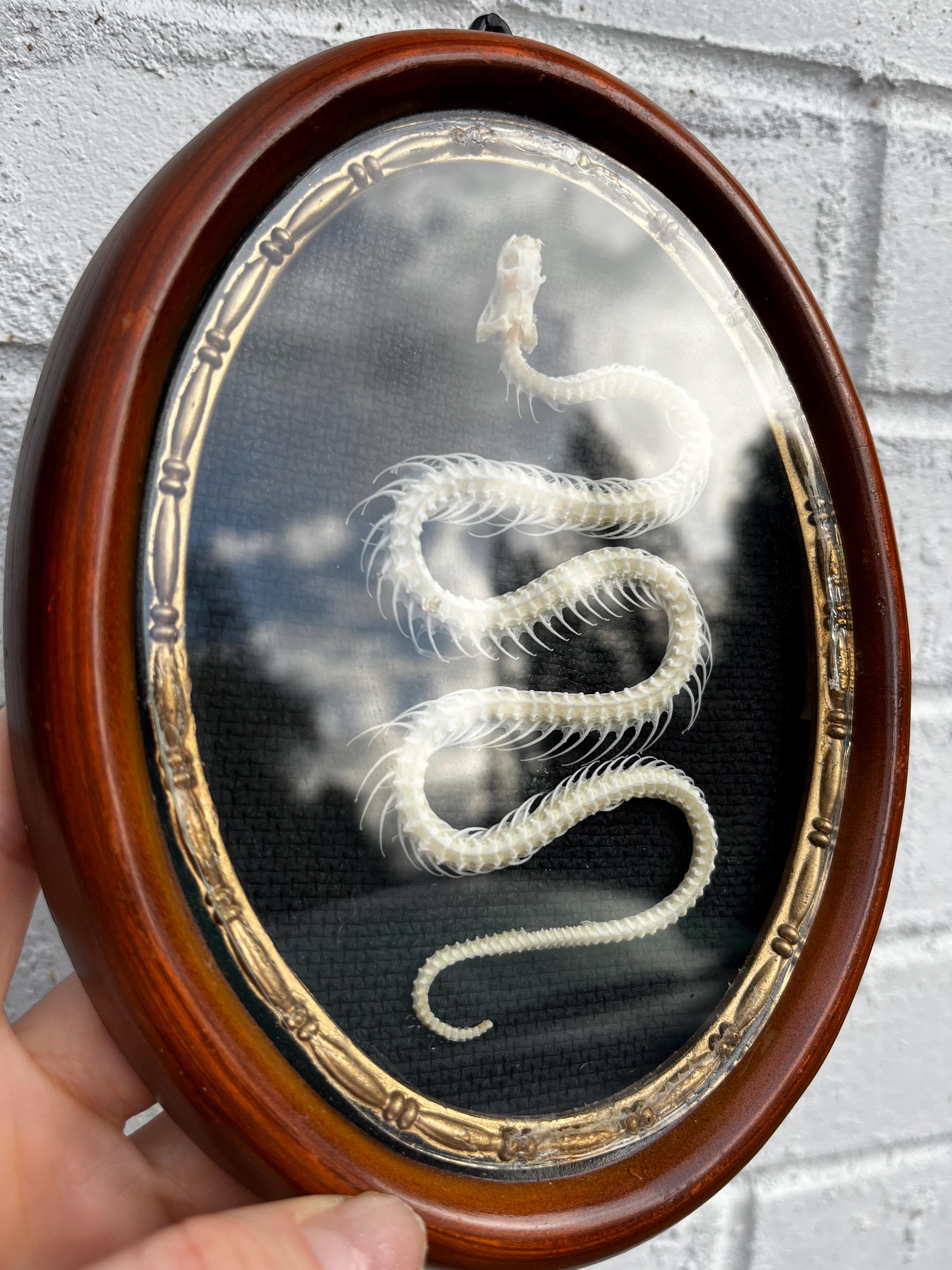 Articulated Snake Skeleton in Vintage Oval Frame Mounted Wall Hanging ...