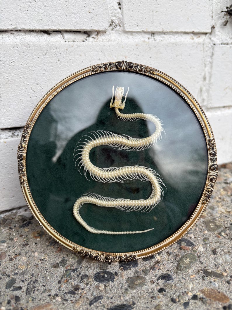 Articulated Snake Skeleton in Dome Glass Vintage Frame - Green Velvet ...