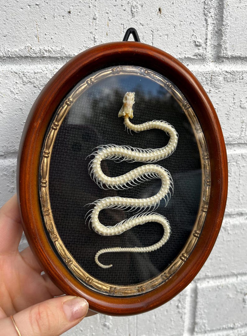 Articulated Snake Skeleton in Vintage Oval Frame Mounted Wall Hanging ...