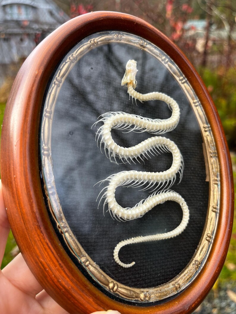 Articulated Snake Skeleton in Vintage Oval Frame Mounted Wall Hanging ...