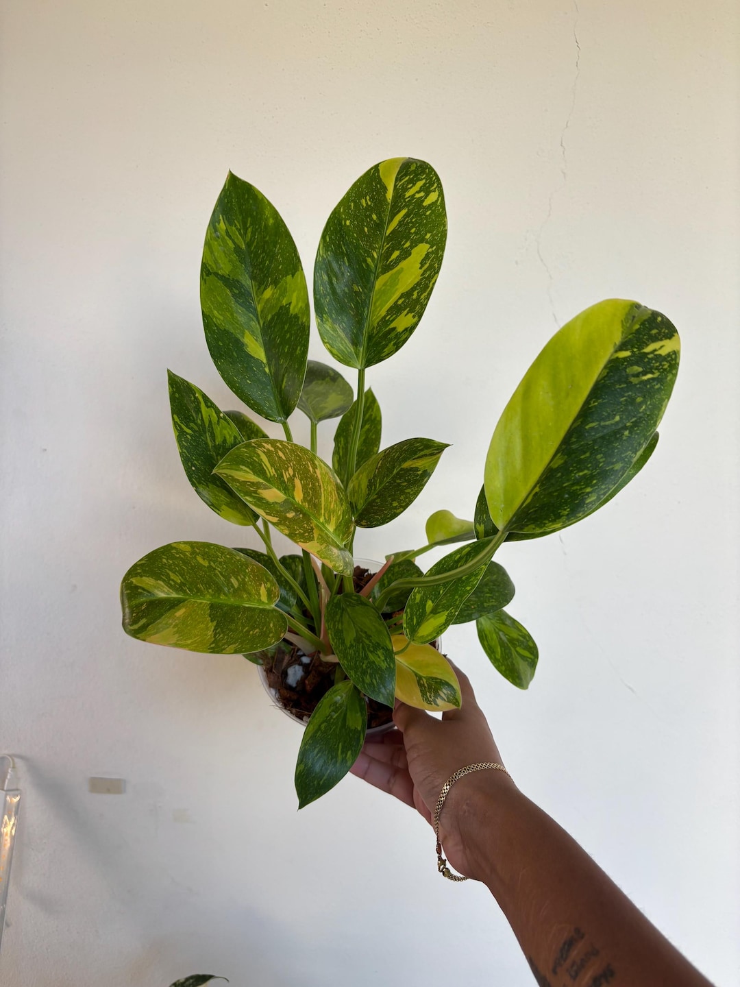Philodendron Green Congo Nuclear Variegated 5” - Growers Choice - Etsy