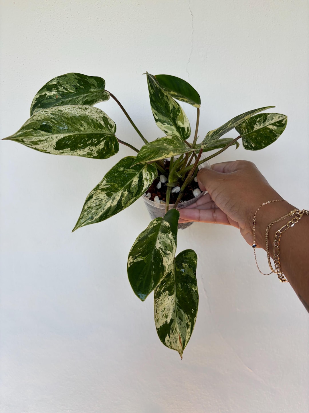 Philodendron Emerald King 4” - Growers Choice - Etsy
