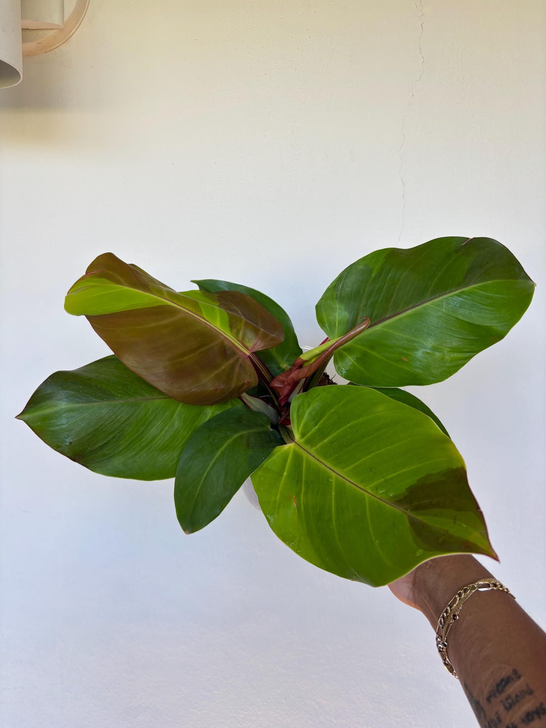 Philodendron Red Moon Yellow Flame Variegated 5” - Growers Choice - Etsy