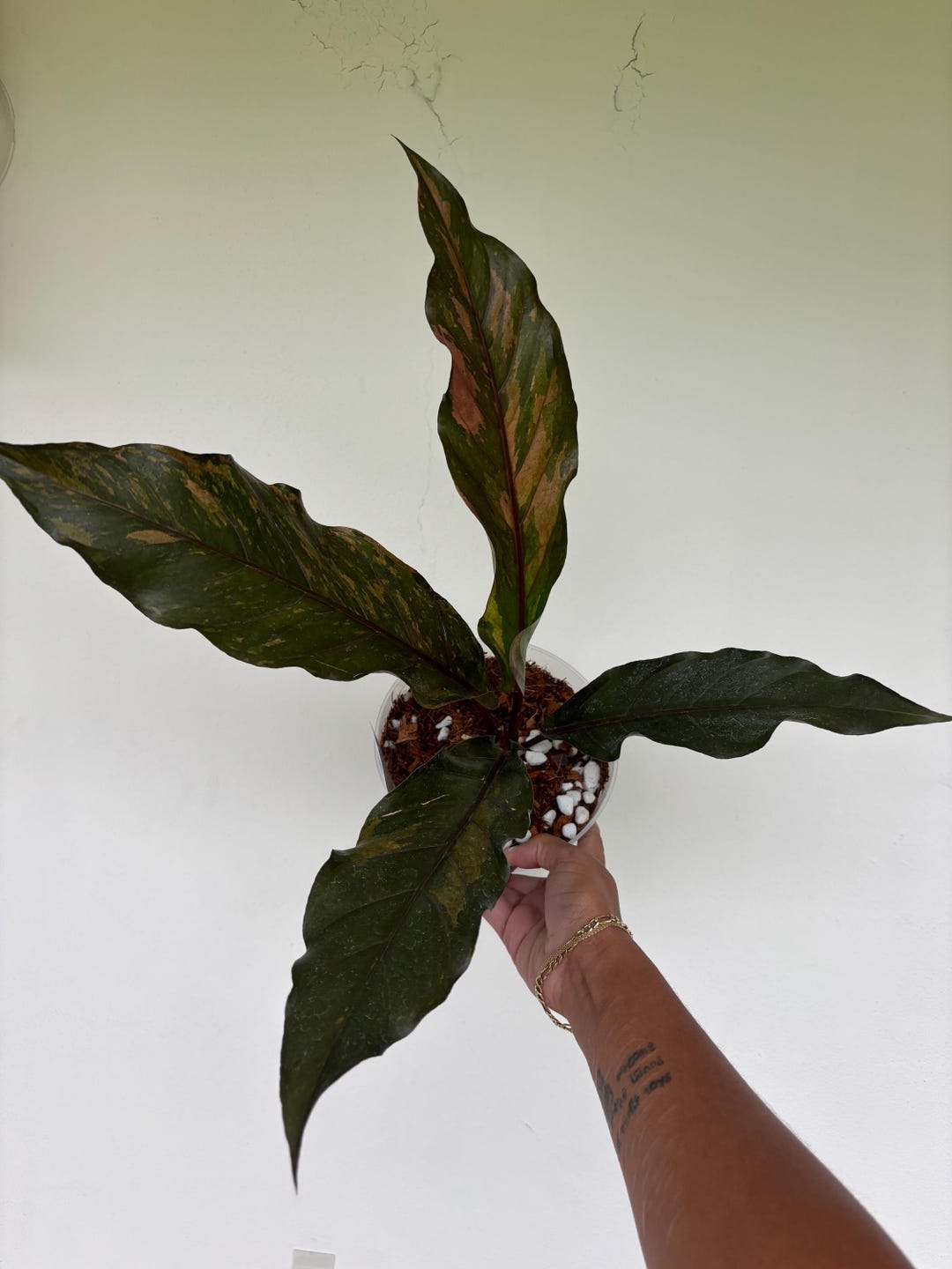 Anthurium Renaissance Pink 6.7” - Exact Plant #0017 - Etsy