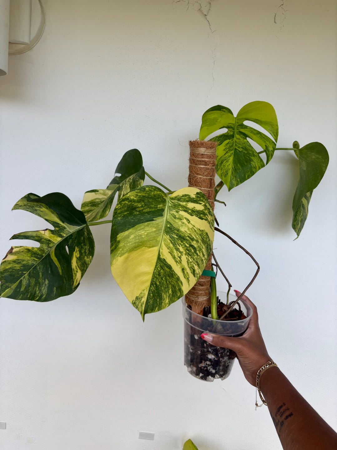 Monstera Aurea LF 5 EXACT PLANT 0012 - Etsy