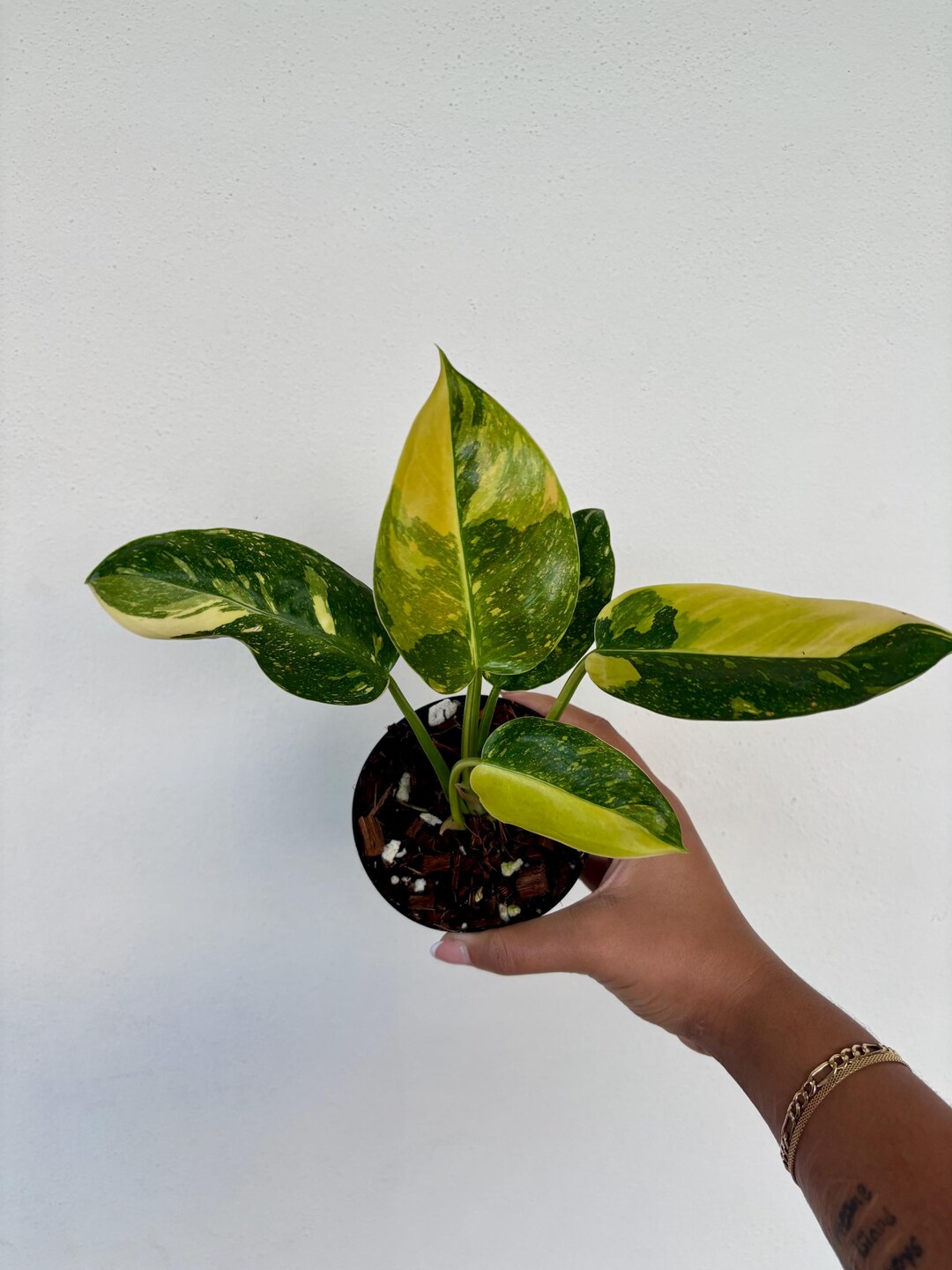Philodendron Green Congo Nuclear Variegated 4” - Growers Choice - Etsy