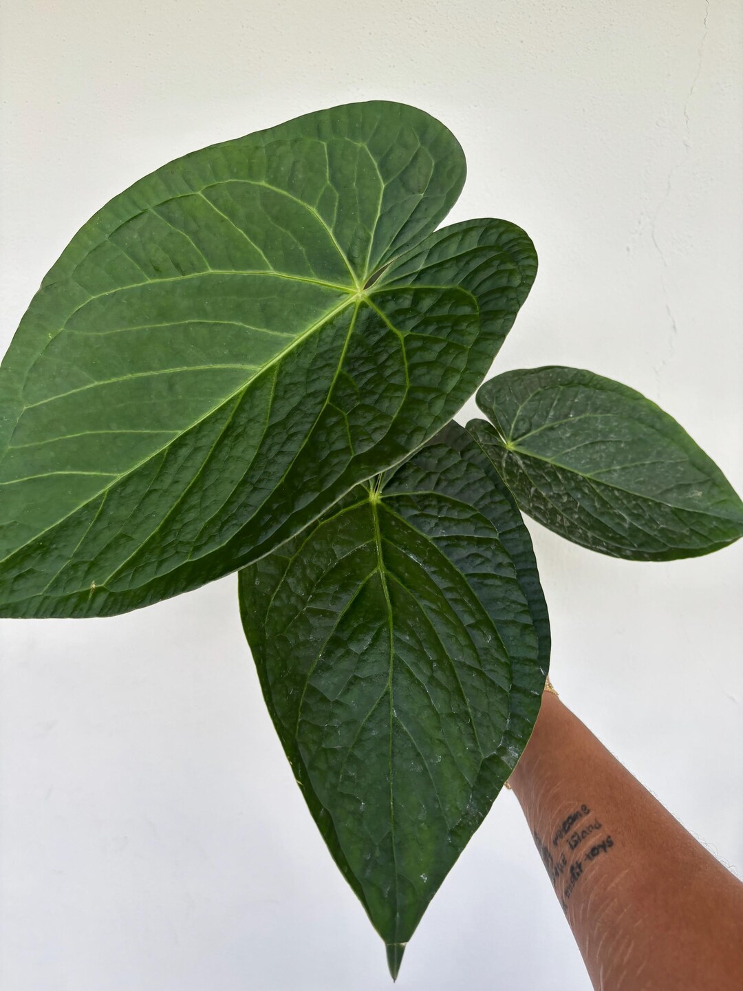 Anthurium DORAYAKI SILVER X LUXURIANS 6" - Growers Choice - Etsy