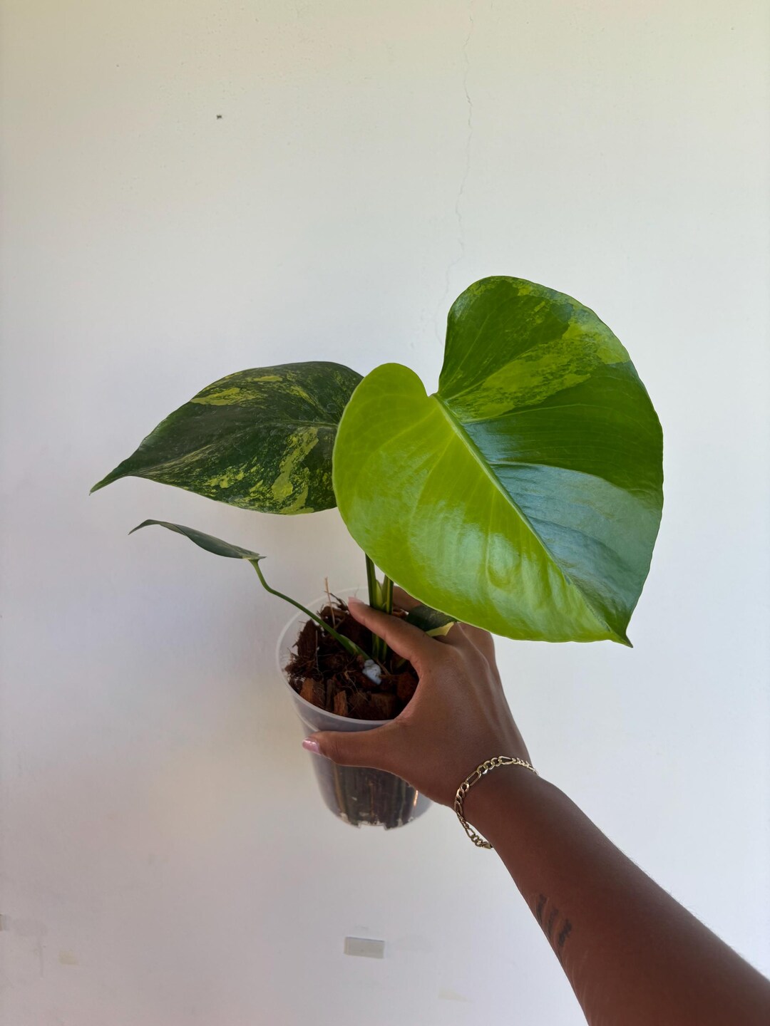 Monstera Aurea LF 5” - Growers Choice - Etsy