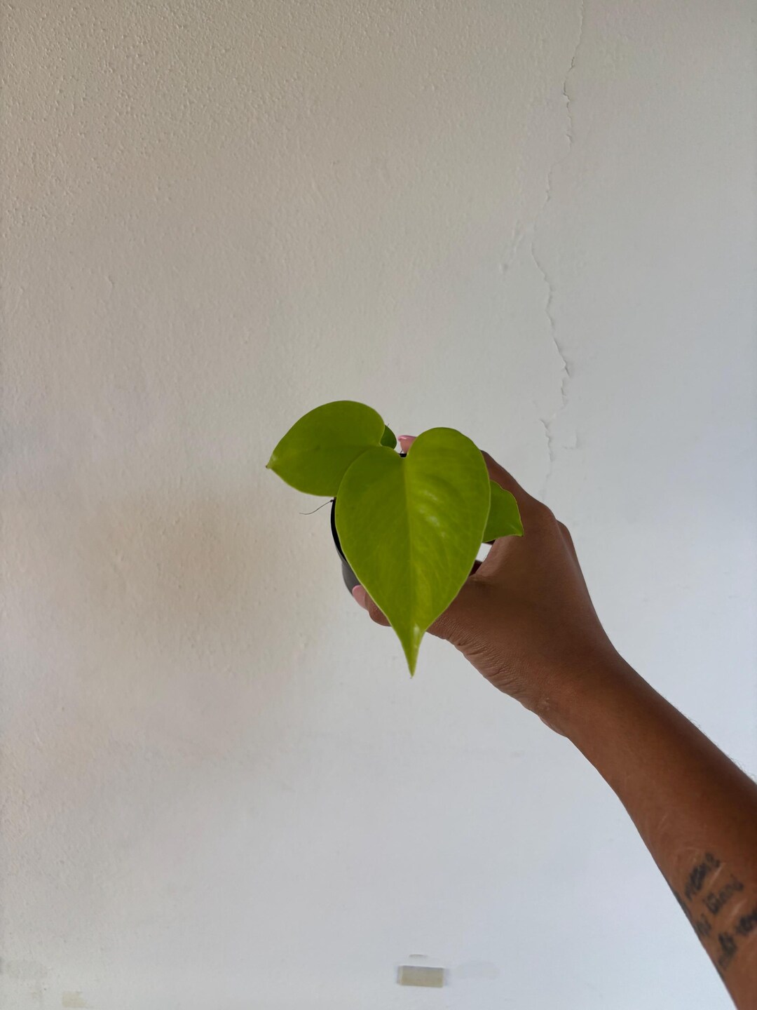 Monstera Lemon Lime 3” - Growers Choice - Etsy