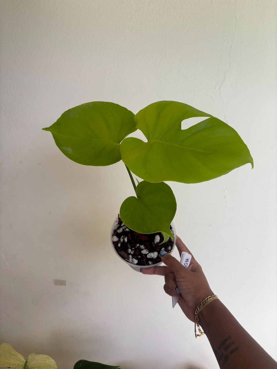 Monstera Lemon Lime 5” - Exact Plant #01 - Etsy