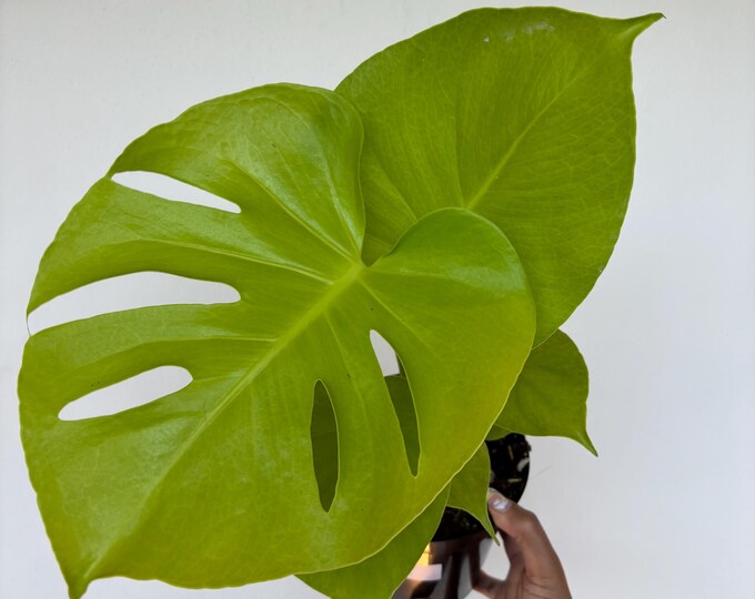Monstera Lemon Lime LF 5” - Exact Plant - Etsy