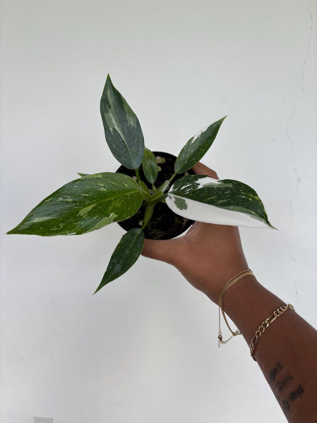 Philodendron White Wizard Marble 4” - Growers Choice - Etsy