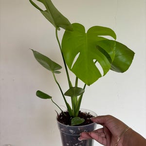 Monstera Lemon Lime 5” - Growers Choice - Etsy