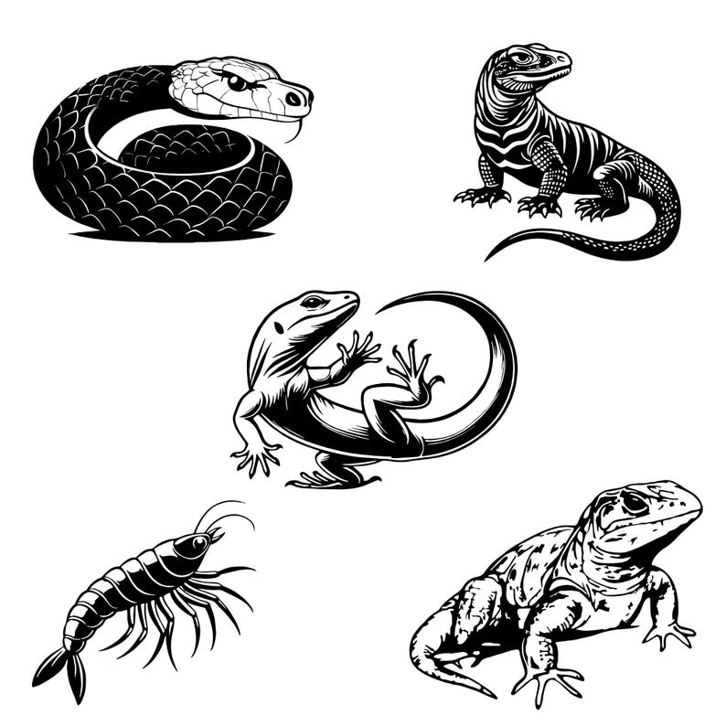 Reptiles SVG Bundle - Reptiles and Amphibians in SVG, Png, Dxf, or Eps ...