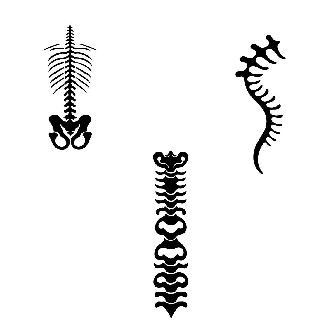 Anatomy Svg, Anatomy Spine Svg, Spine Svg, Cut File for Silhouette, Eps, Dxf, Png, Clipart ...