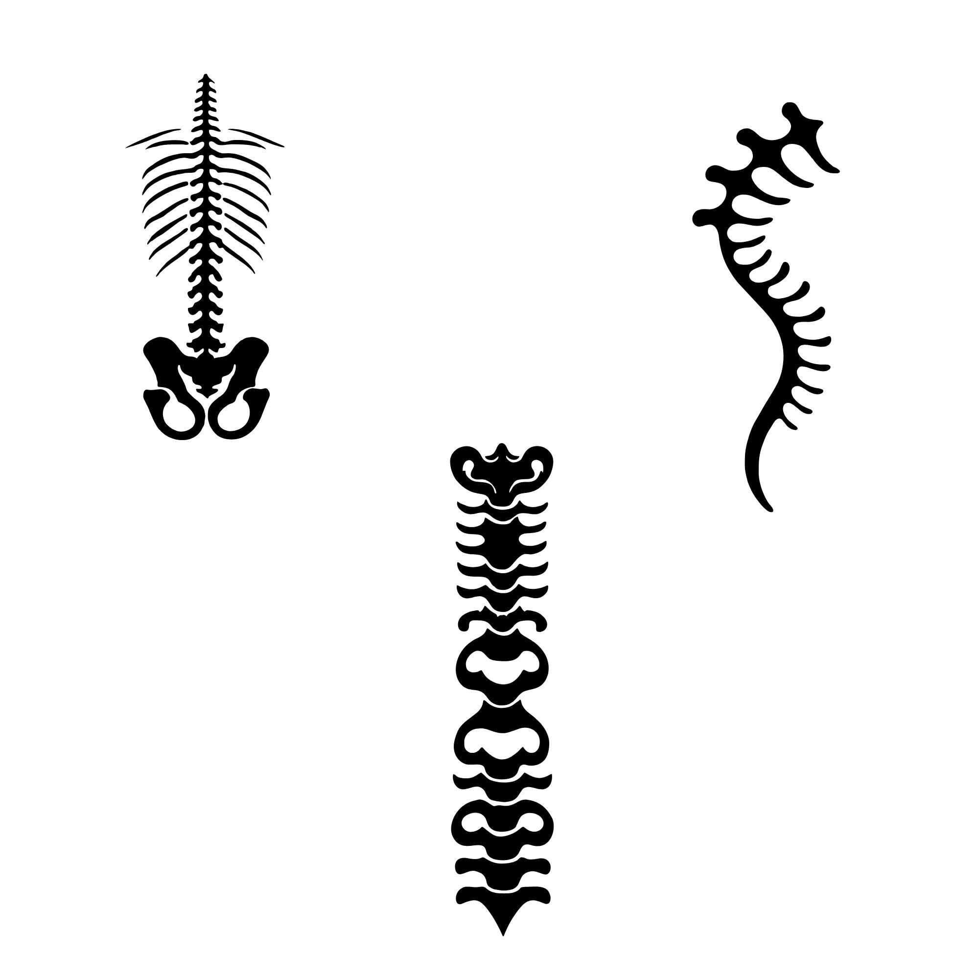 Anatomy Svg, Anatomy Spine Svg, Spine Svg, Cut File for Silhouette, Eps ...