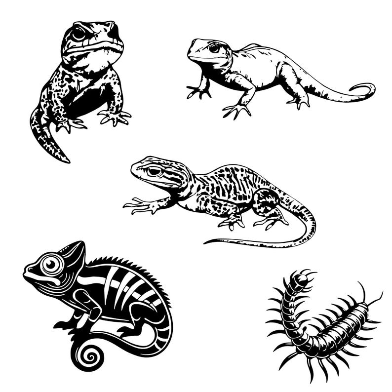 Reptiles SVG Bundle - Reptiles and Amphibians in SVG, Png, Dxf, or Eps ...