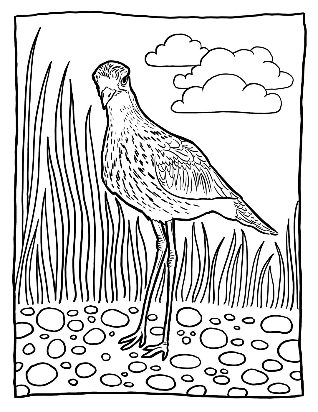 Australian Birds - Facts & Colouring Book for Ages 7+ - Etsy