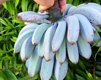 Ice Cream Blue Java Banana Tree - Etsy