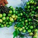 Big Spanish Lime/ Genip/ Mamoncillo melicoccus Bijugatus Live Fruit ...