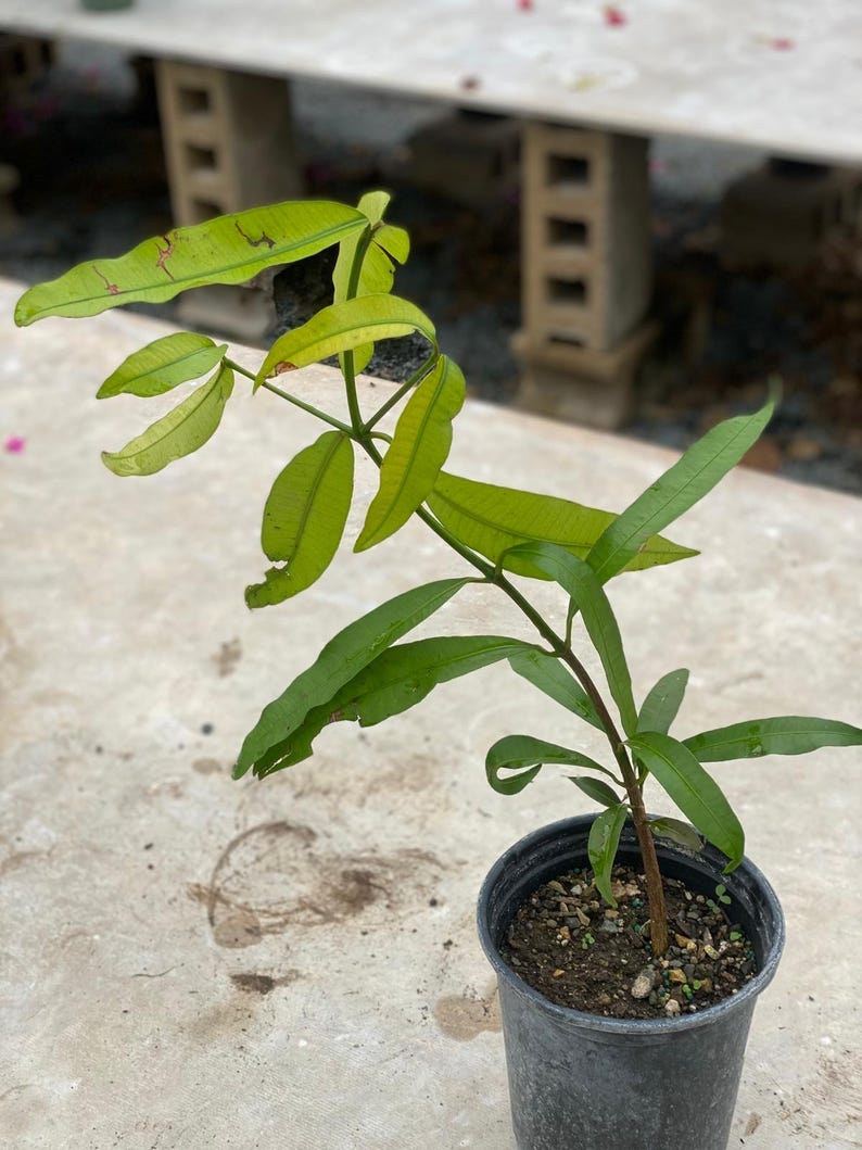 Achachairu /garcinia Humilis/achacha Live Fruit Tree arbol Frutal Vivo ...