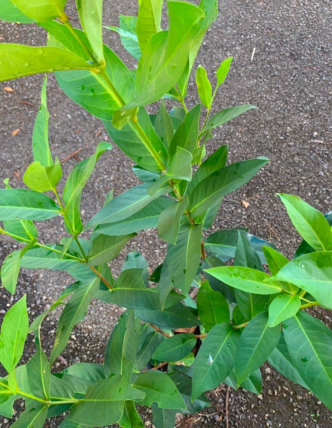 Wax Jambu White (syzygium Jambos) Pomarrosa Blanca Fruit Tree (12inch ...