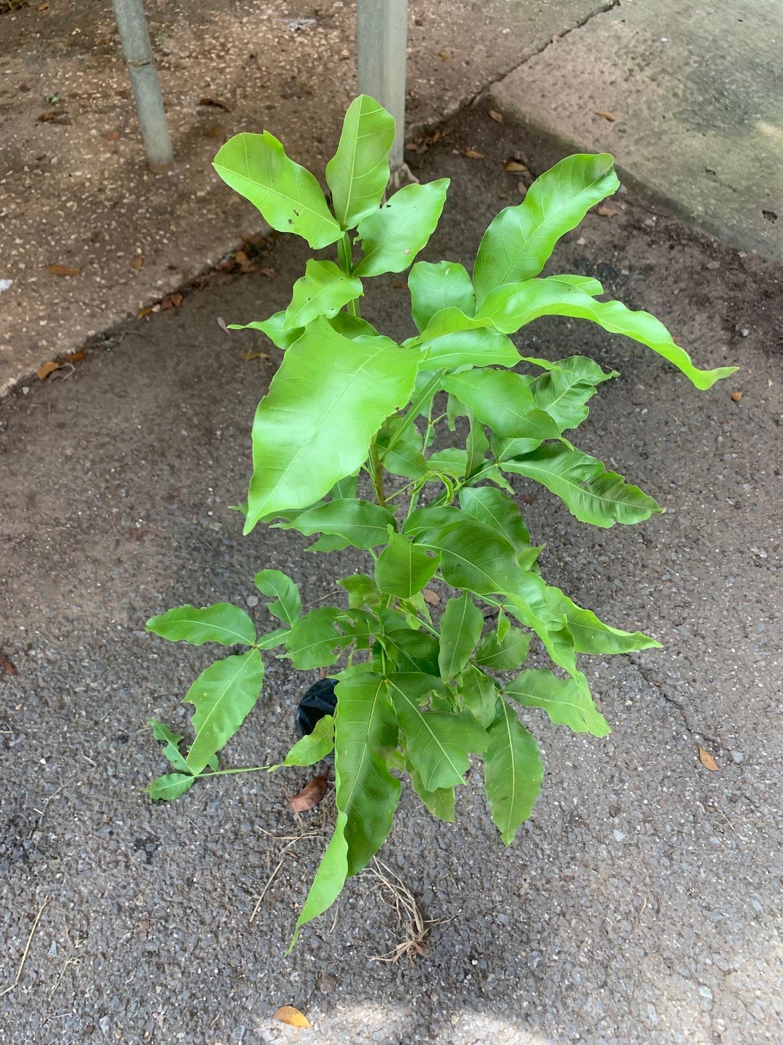 Big Spanish Lime/ Genip/ Mamoncillo melicoccus Bijugatus Live Fruit ...