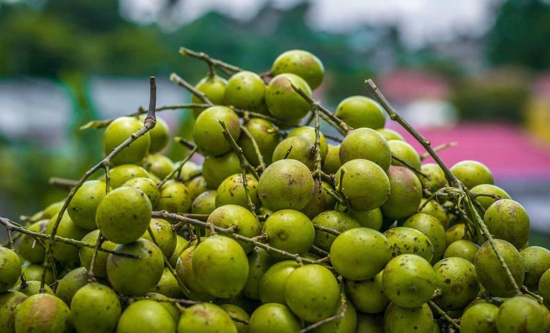 Spanish Lime/ Genip/guinep/ginepa Limoncillo Mamoncillo (melicoccus ...
