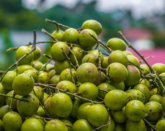 Spanish Lime Genip Guinep Ginepa Limoncillo Mamoncillo Fruit Seedling ...