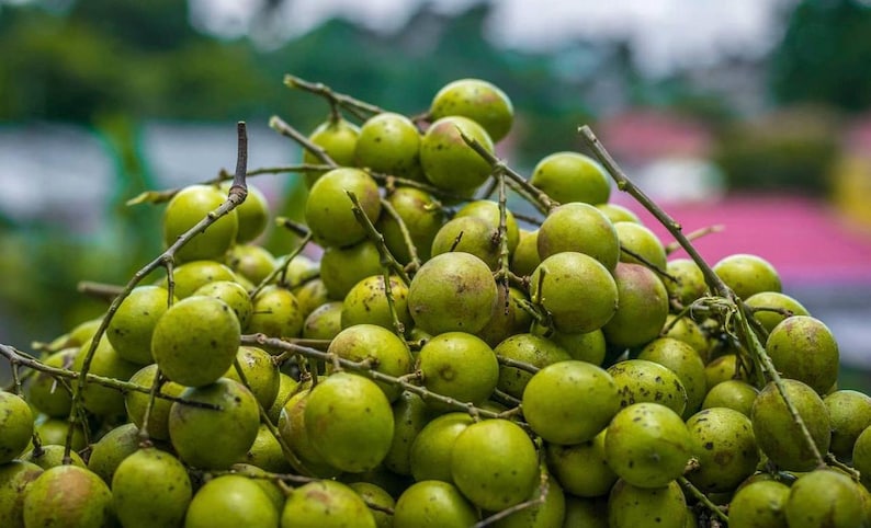 Big Spanish Lime/ Genip/ Mamoncillo melicoccus Bijugatus Live Fruit ...