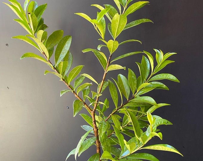 Van Sweet Cherry Tree, Bare Root, 1/2" - Etsy