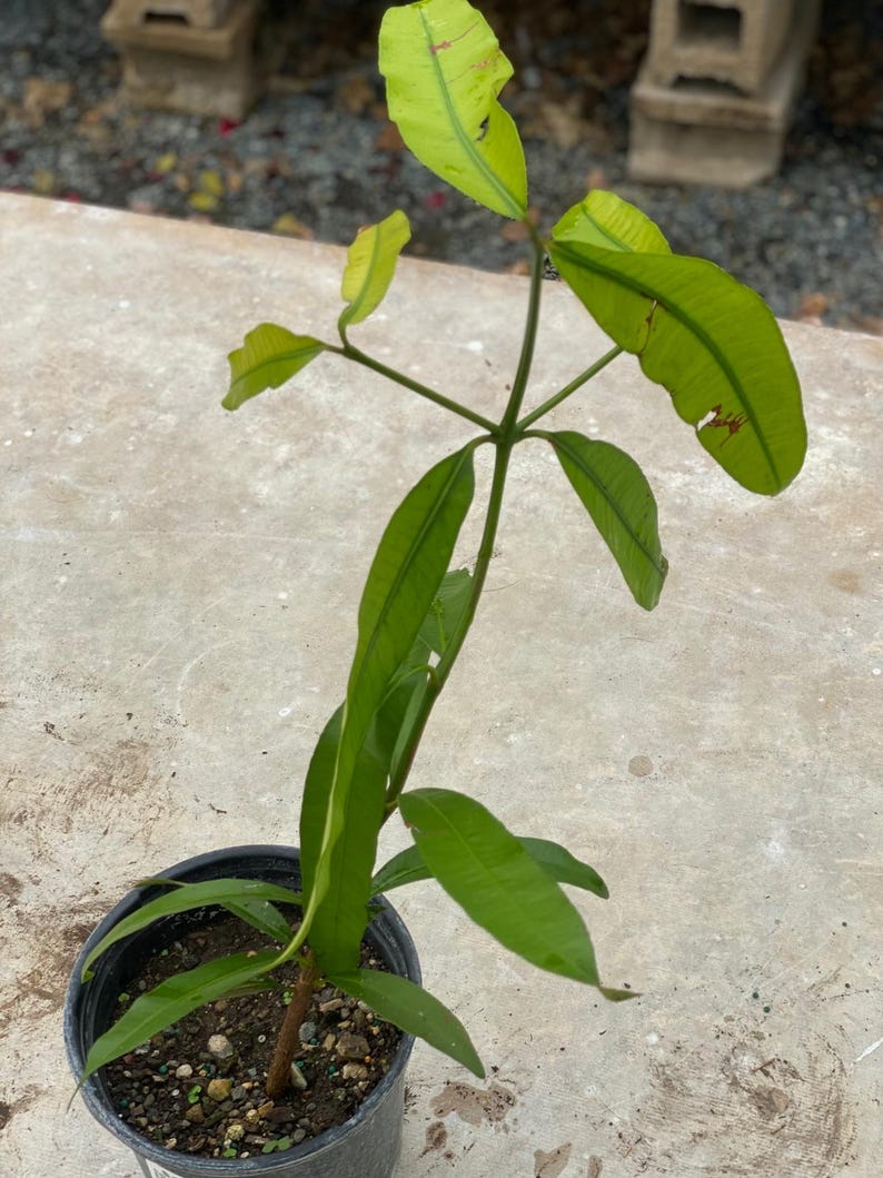 Achachairu /garcinia Humilis/achacha Live Fruit Tree arbol Frutal Vivo ...