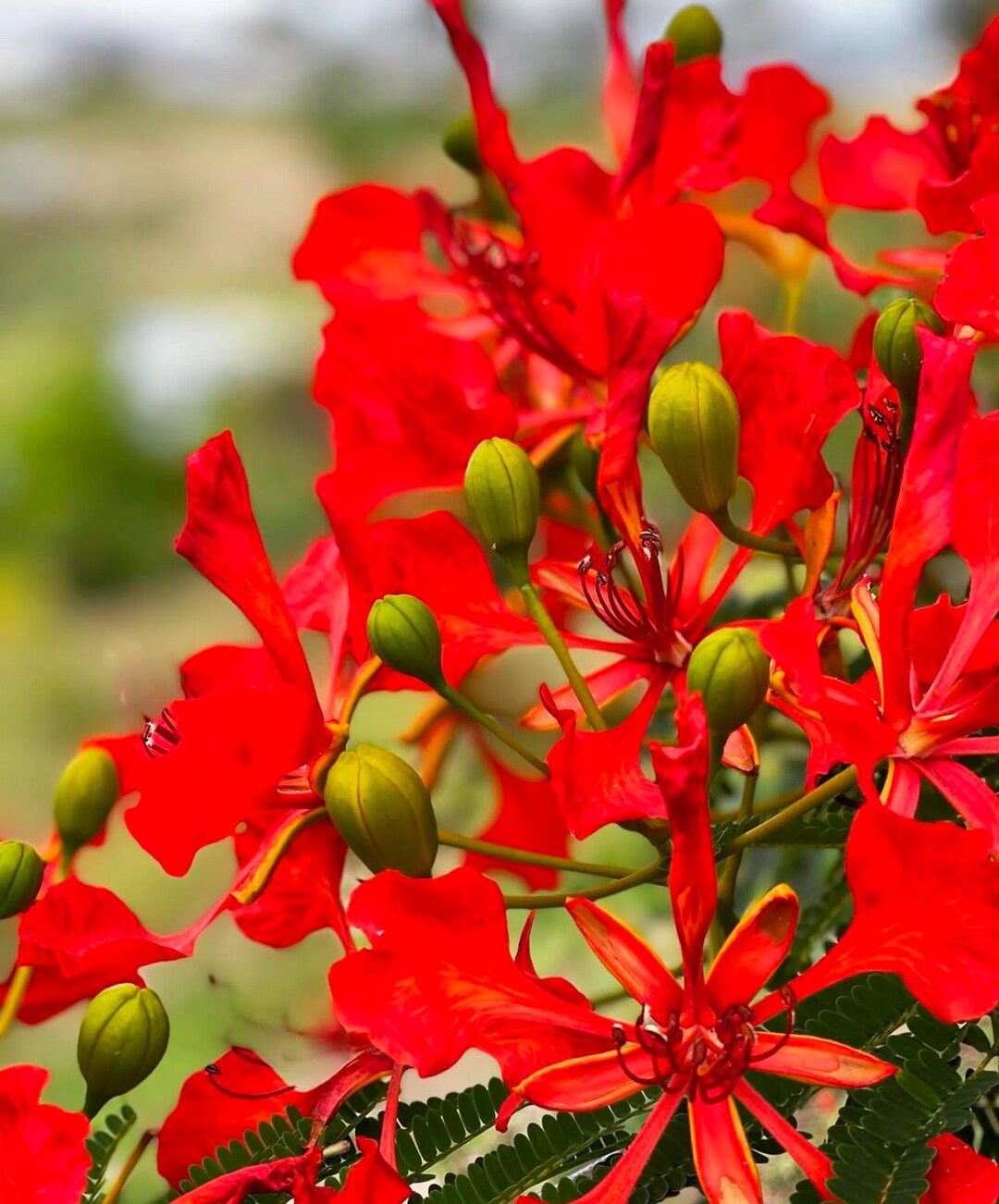 Big Red Flamboyan/delonix Regia/live Tree( 2-3ft) Flamboyan Rojo - Etsy