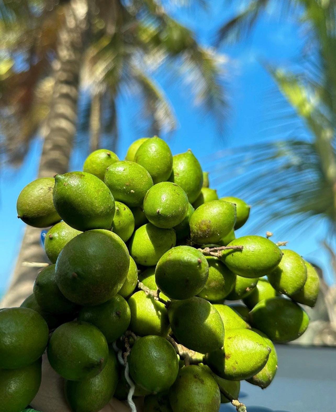 Big Spanish Lime/ Genip/ Mamoncillo melicoccus Bijugatus Live Fruit ...