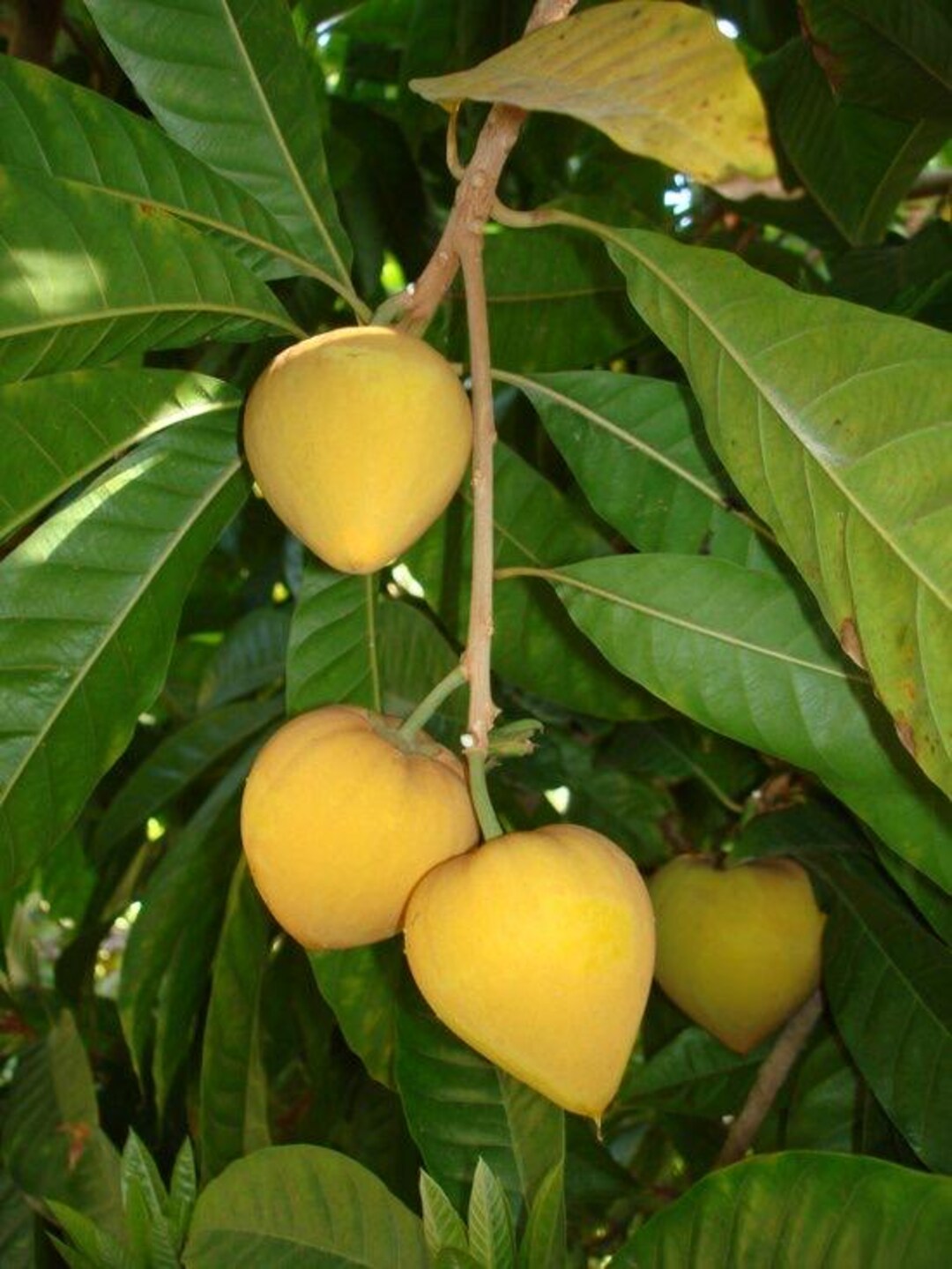 Big Canistel Amarillo Zapote (egg Fruit) Pouteria Campechiana Live ...