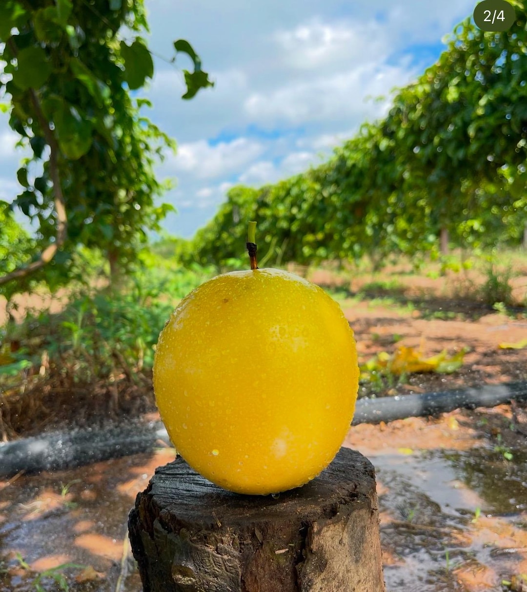 Yellow Passion Fruit (passiflora Edulis) Live Passion Fruit Tree (10 ...