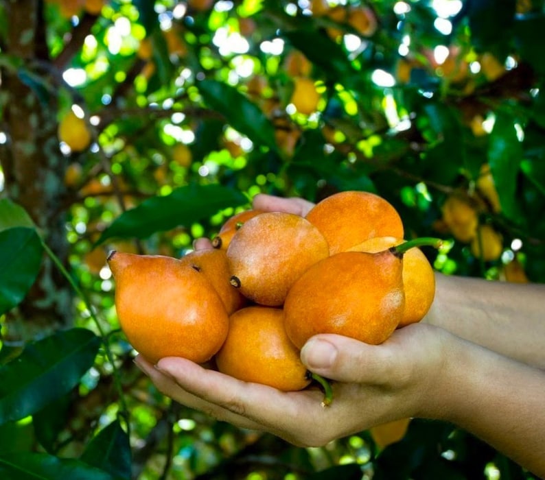 Achachairu /garcinia Humilis/achacha Live Fruit Tree arbol Frutal Vivo ...